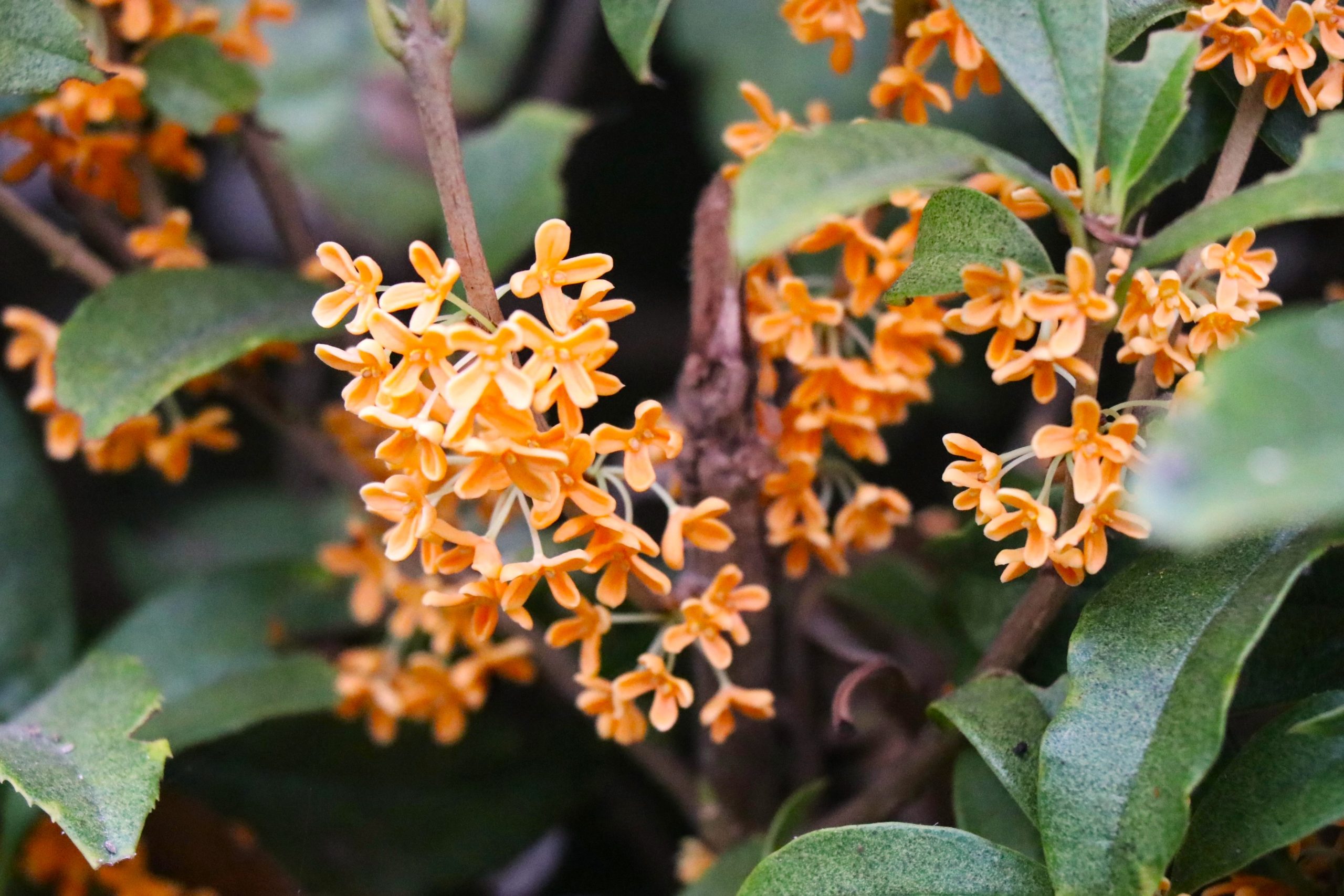 キンモクセイ香る